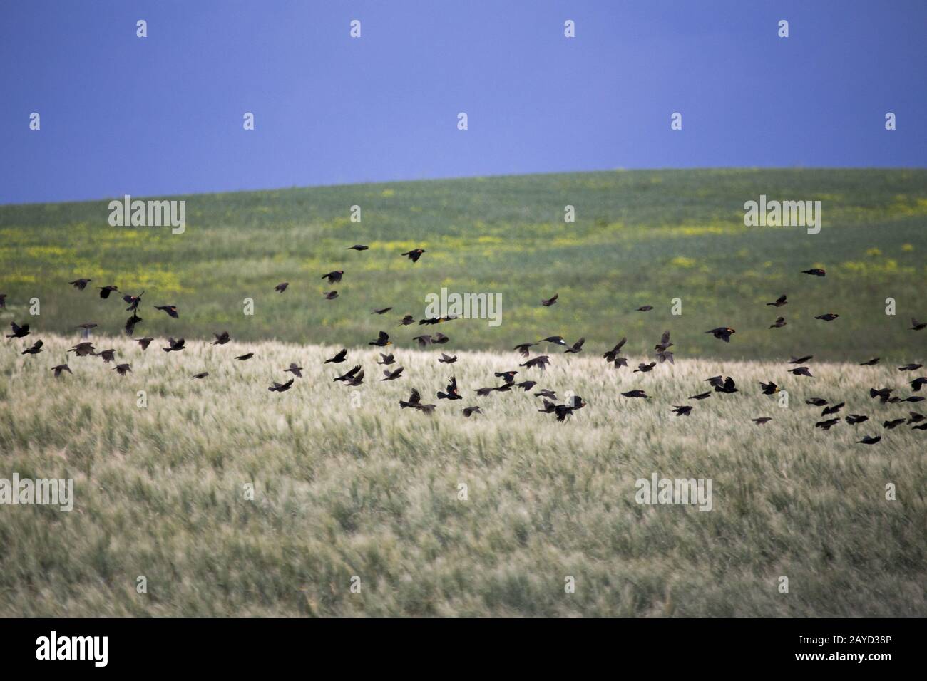 Flock birds in flight outdoor hi-res stock photography and images - Alamy