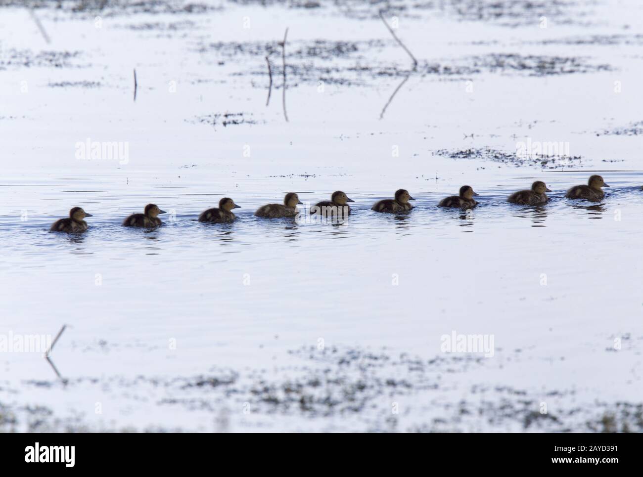 Baby ducks hi-res stock photography and images - Alamy
