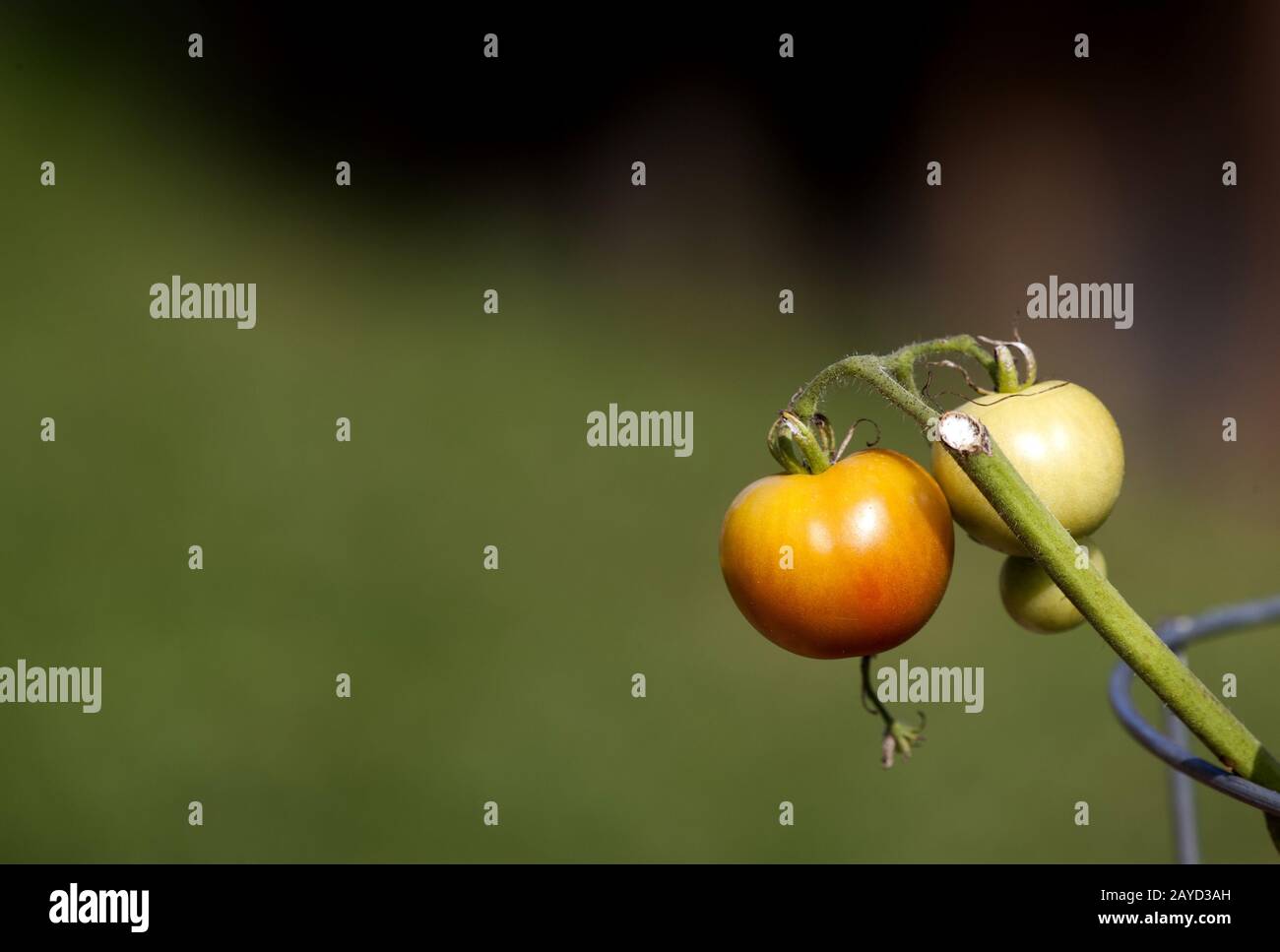 Tomato on the vine Stock Photo - Alamy