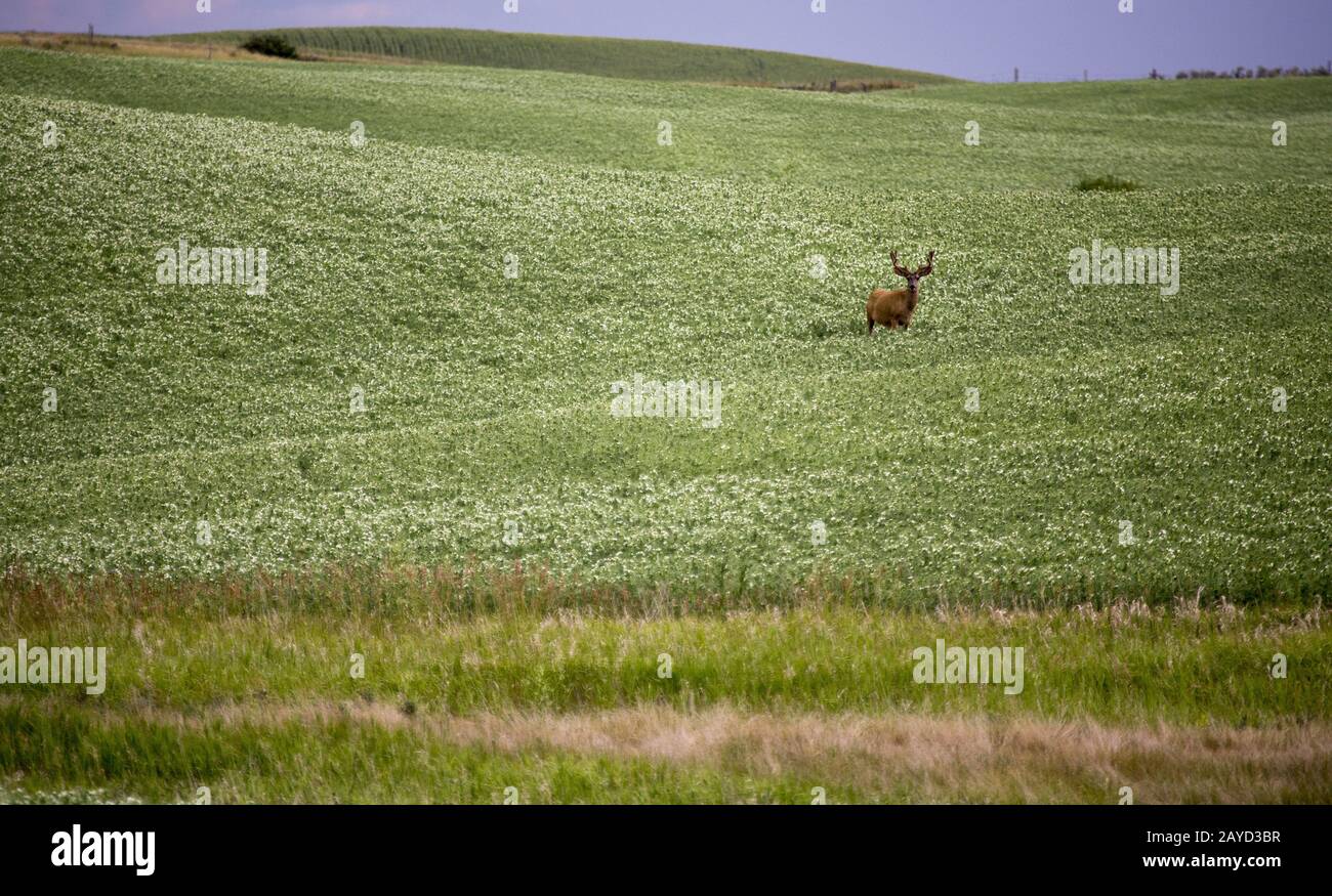 Pulse crop hi-res stock photography and images - Alamy