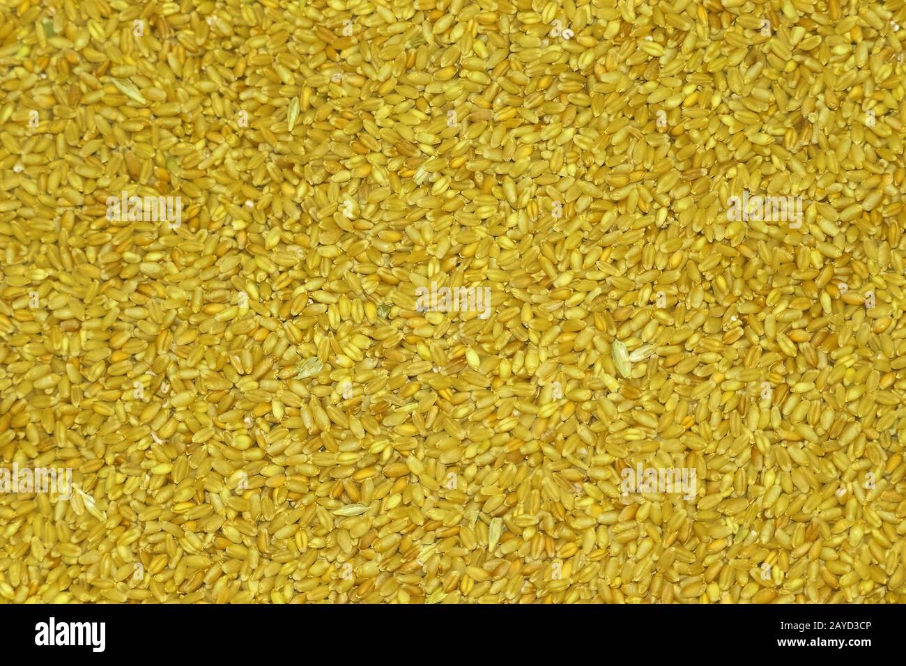 Close up of grains of yellow wheat background and texture, barley ...
