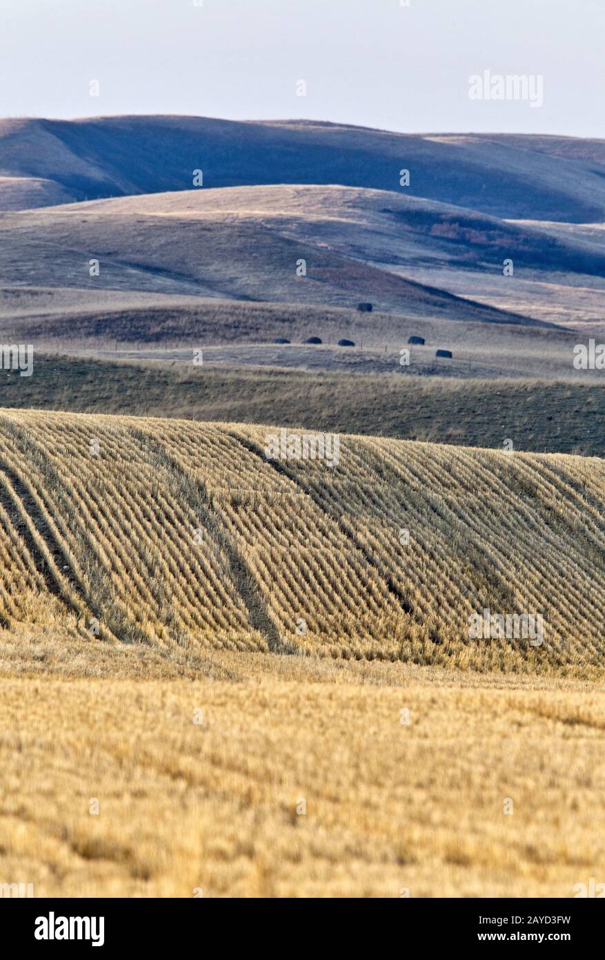 Stubble Field Canada Stock Photo - Alamy