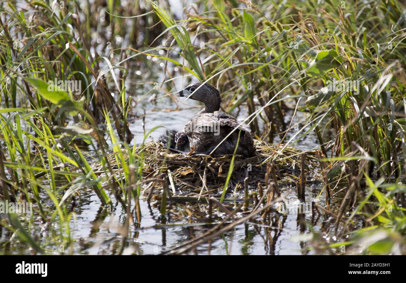American Coot with baby in nest Stock Photo - Alamy