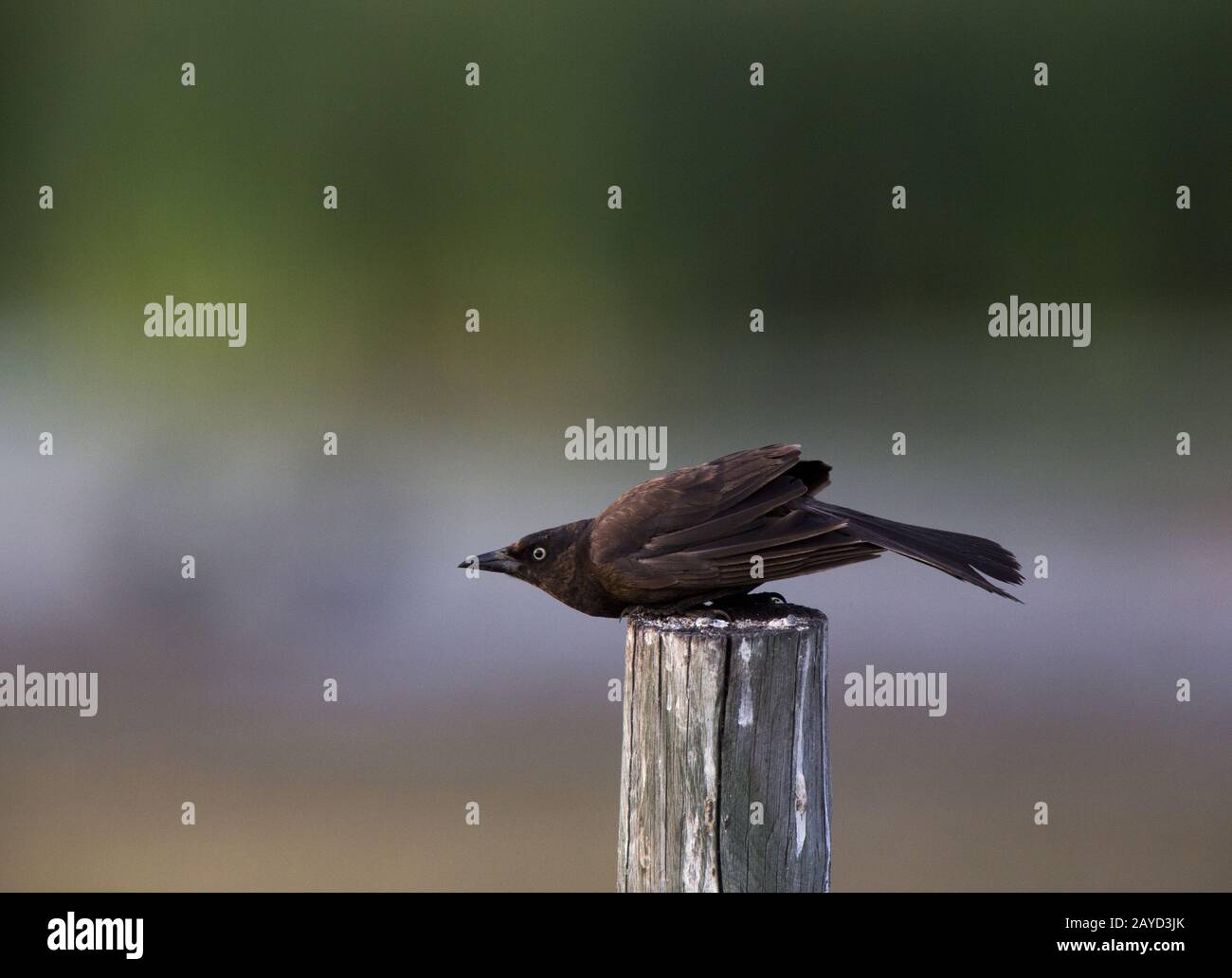 Grackle plumage hi-res stock photography and images - Alamy