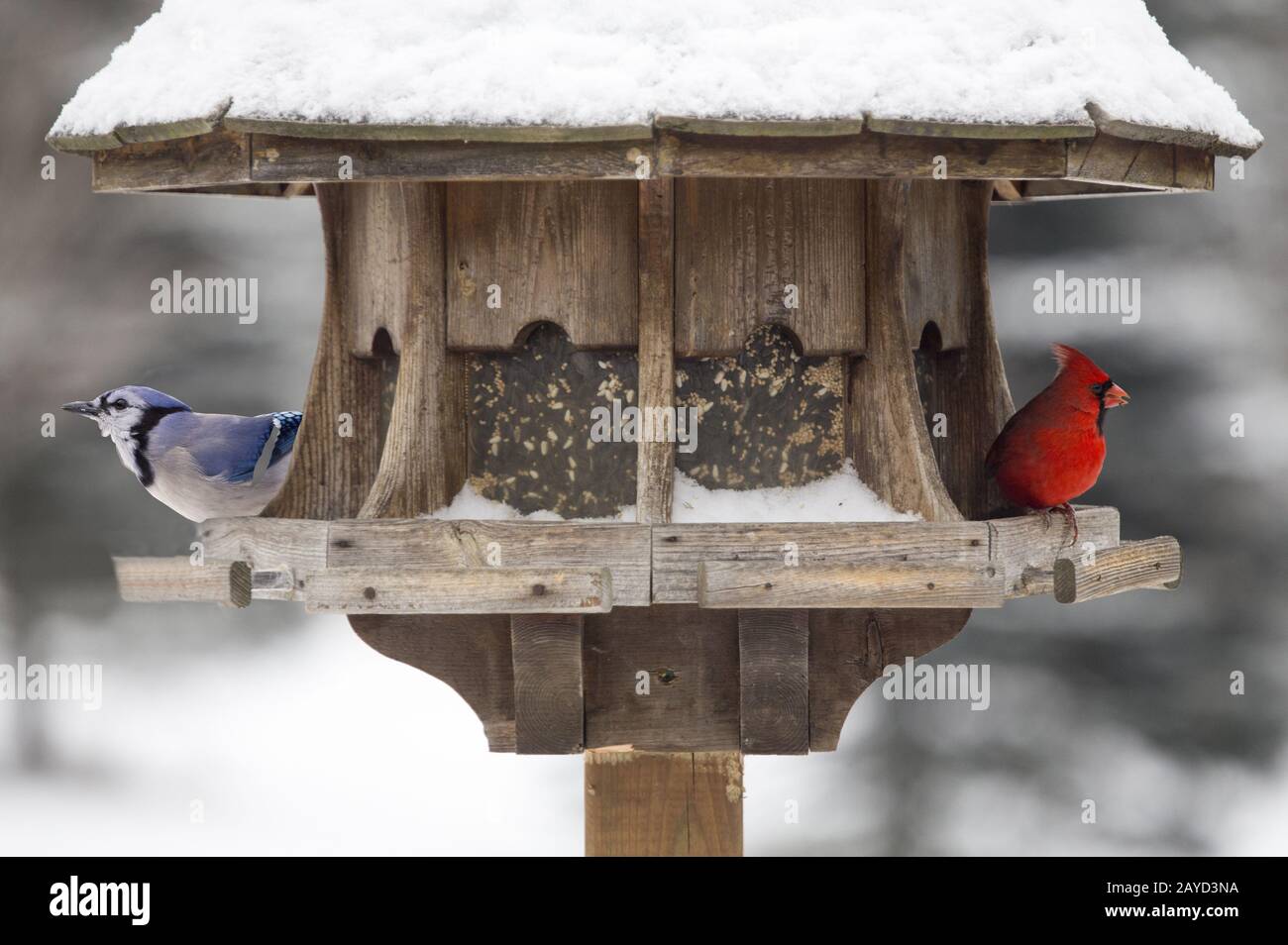 Red Cardinal and Blue Jay Stock Photo - Alamy