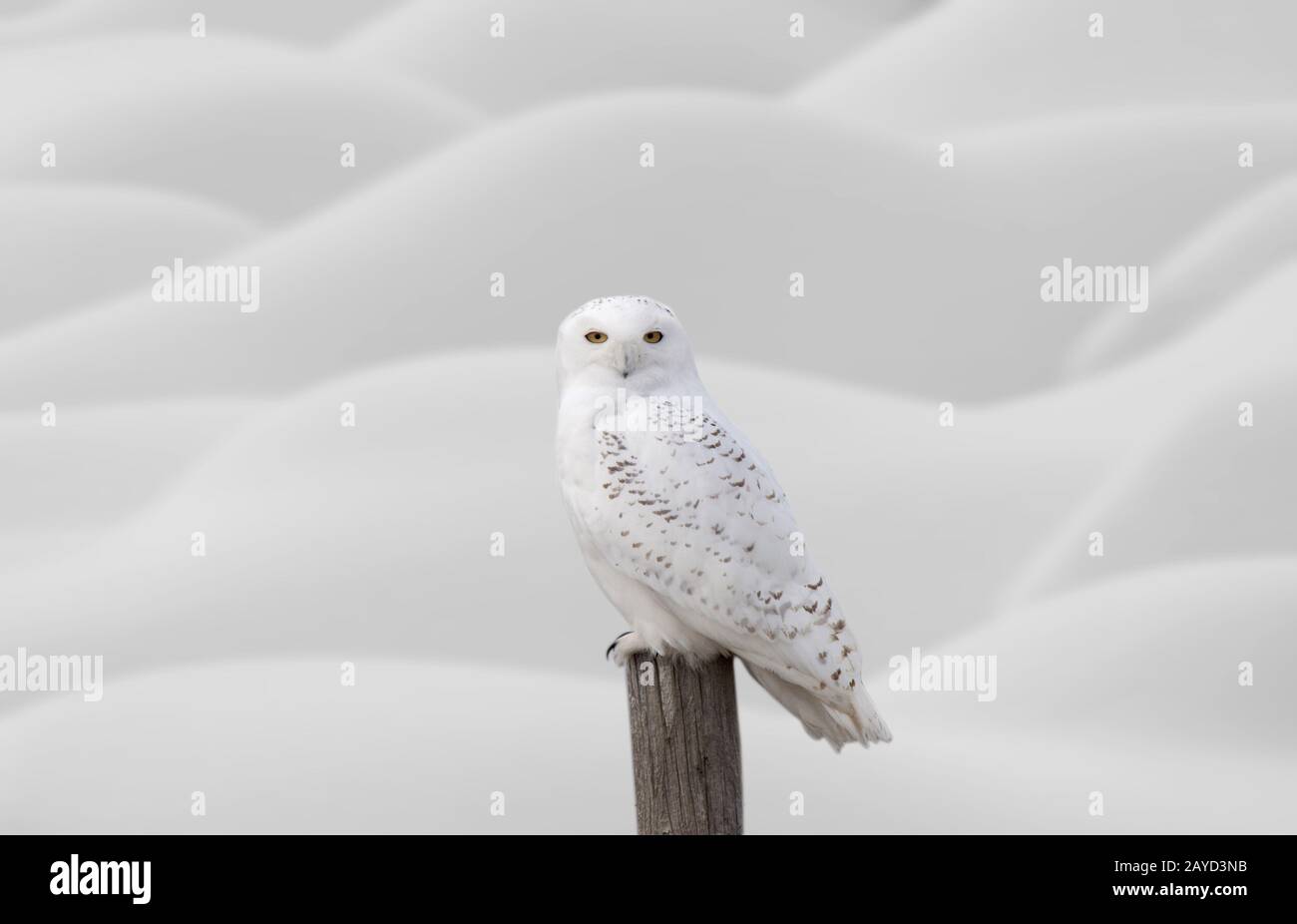 Owl on fence hi-res stock photography and images - Alamy