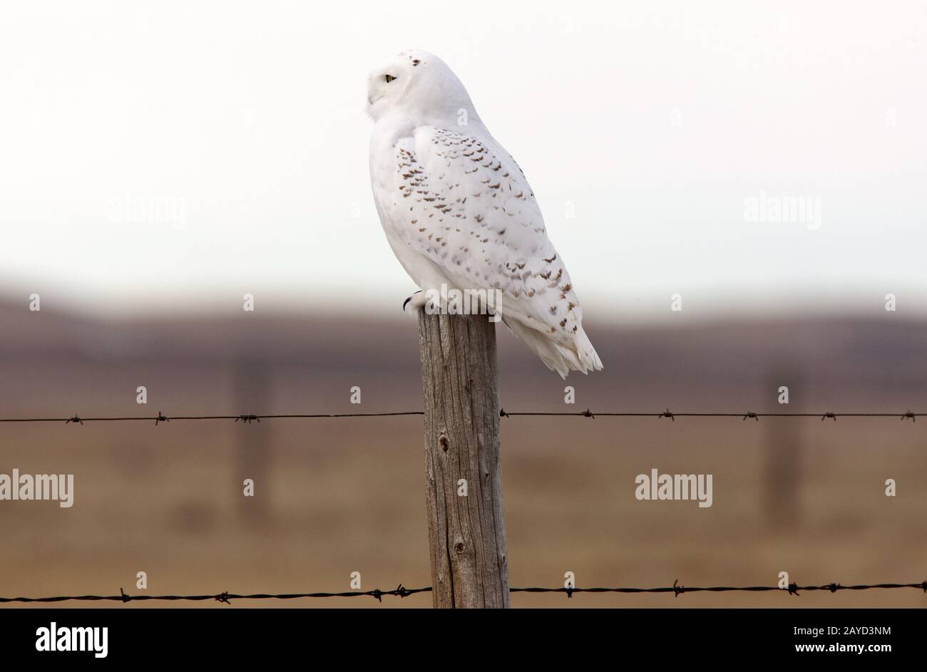 Owl on fence hi-res stock photography and images - Alamy