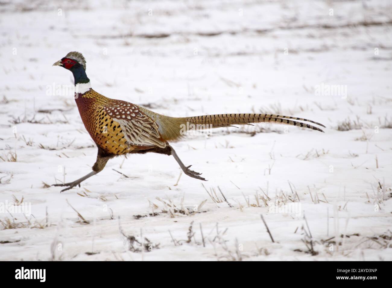 Ring Neck Pheasant Stock Photo - Alamy Ring Neck Pheasant Stock Photo - Alamy