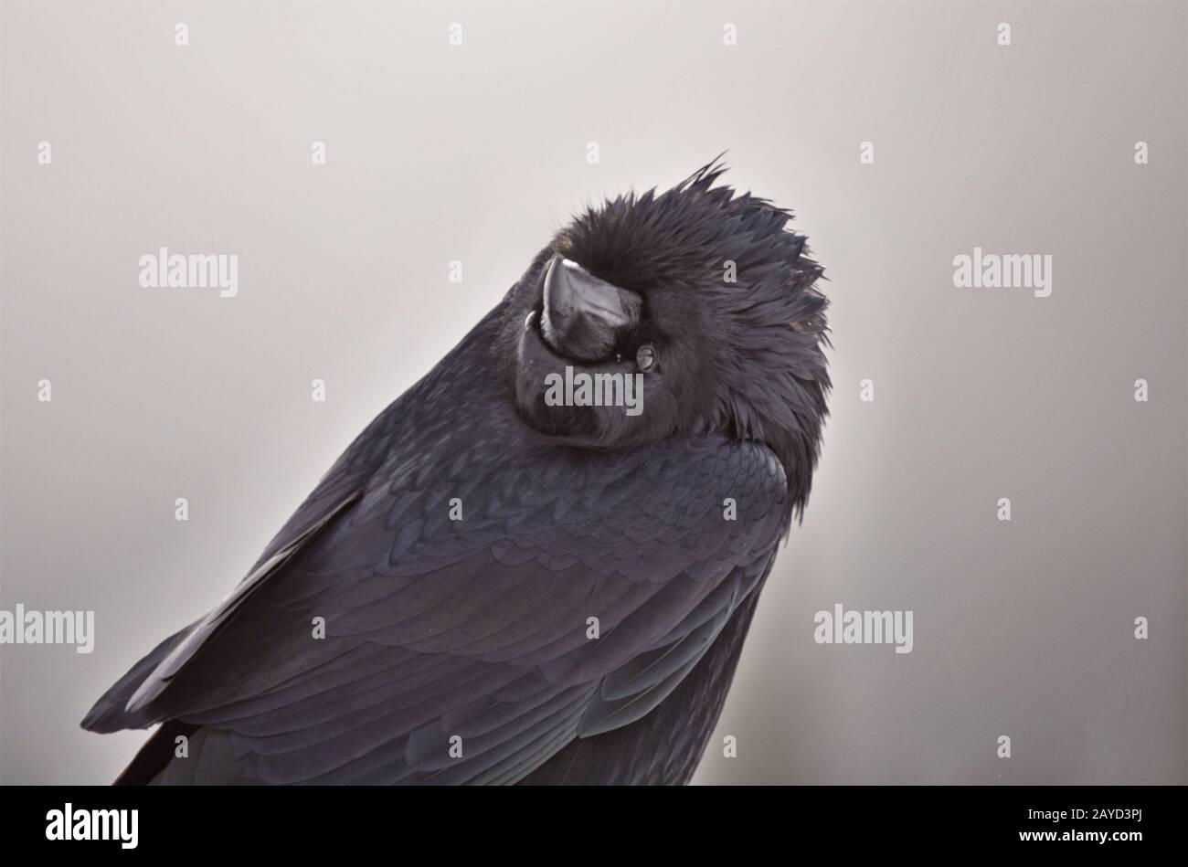 Raven in Winter Stock Photo - Alamy