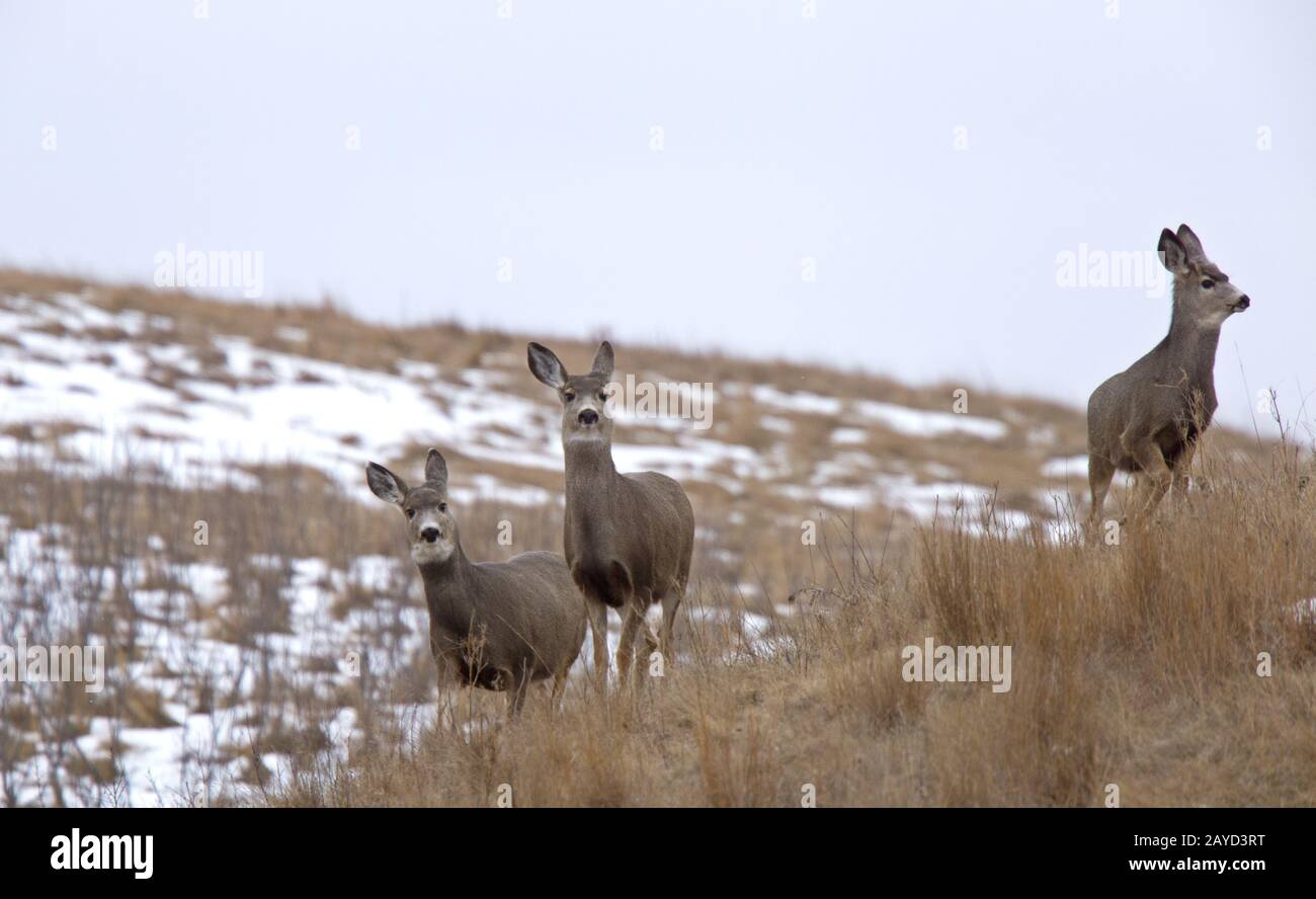 Deer in Field Stock Photo - Alamy