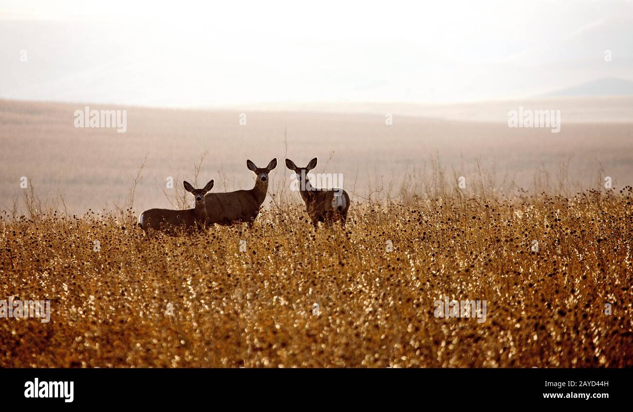 Deer in field hi-res stock photography and images - Alamy