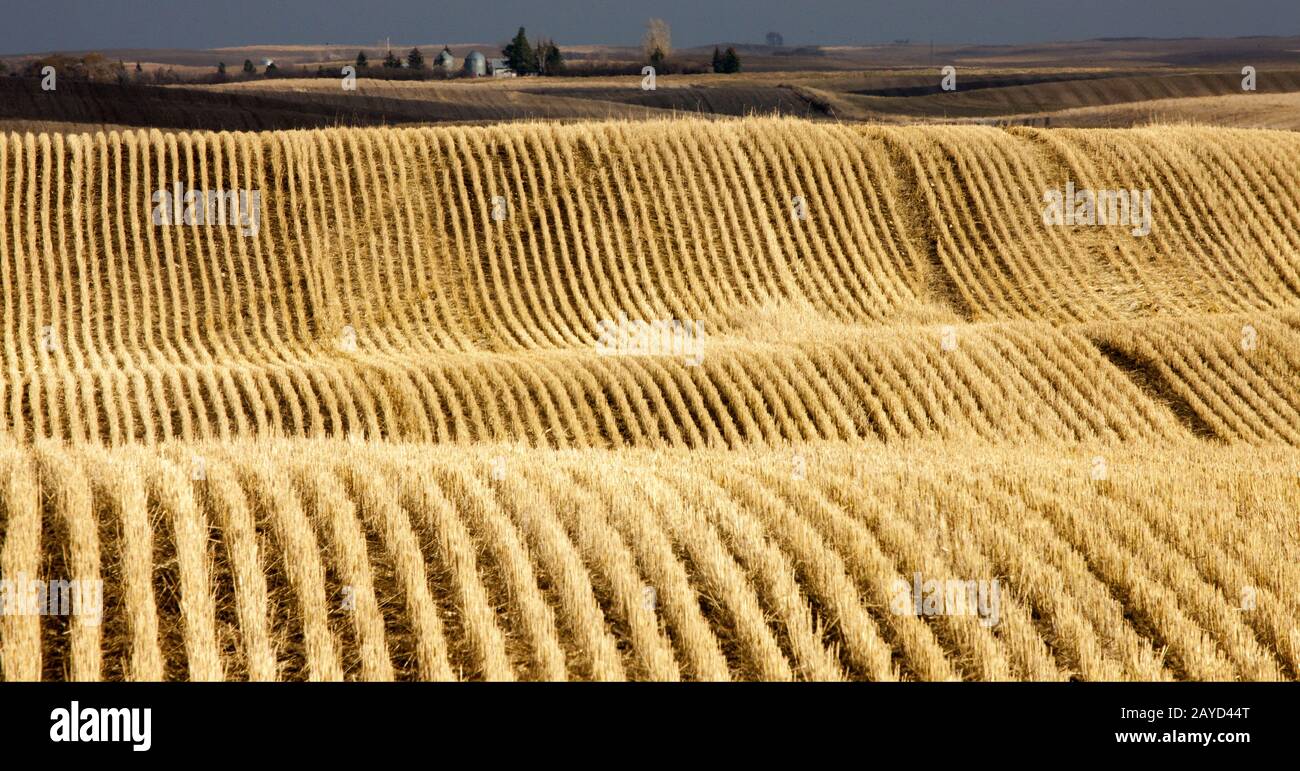 Cultivated stubble hi-res stock photography and images - Alamy