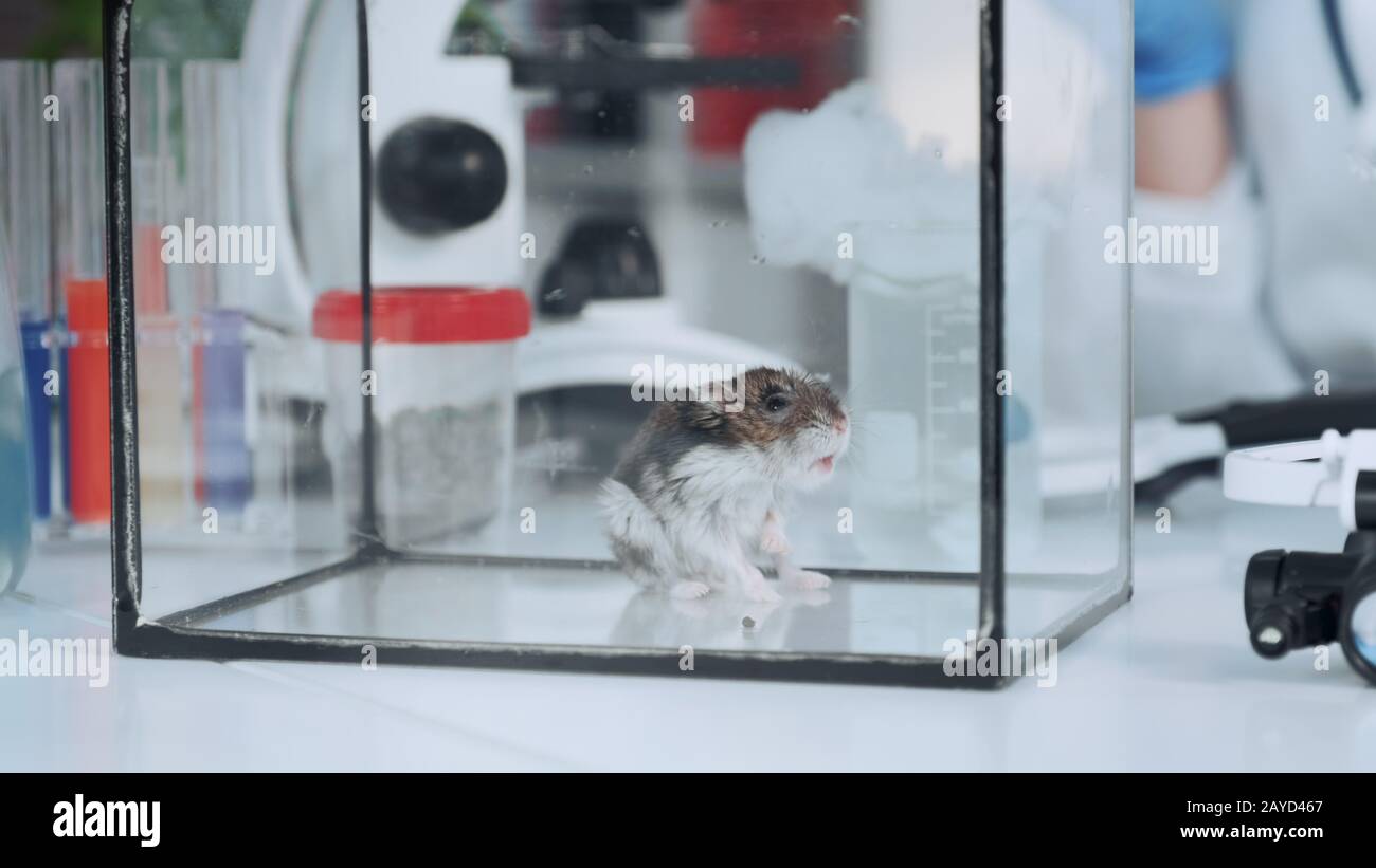 Lab hamster in glass container on working table in chemistry laboratory ...