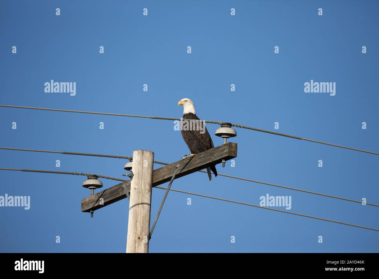 Bald Eagle on Post Stock Photo - Alamy