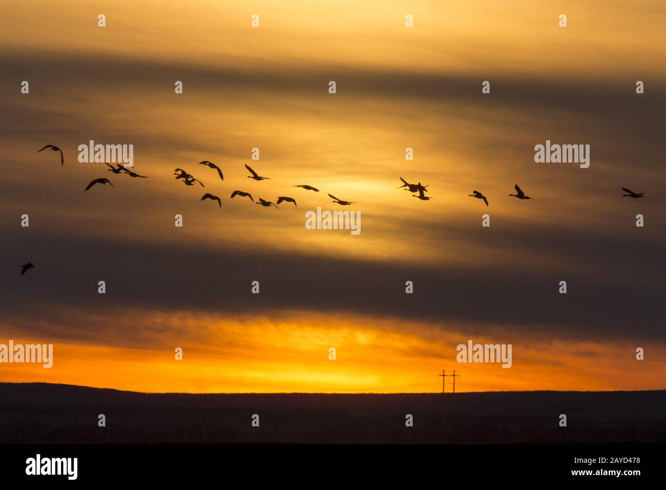 Migrating snow geese in flight hi-res stock photography and images - Alamy