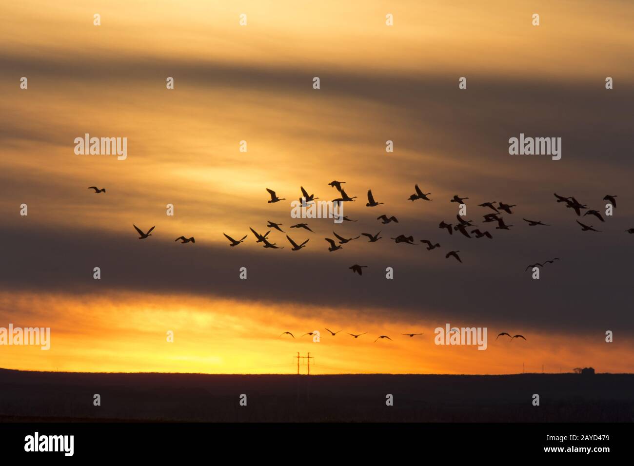 Snow geese sunset hi-res stock photography and images - Alamy