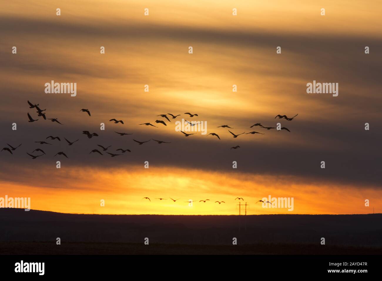 Evening flight of geese hi-res stock photography and images - Alamy