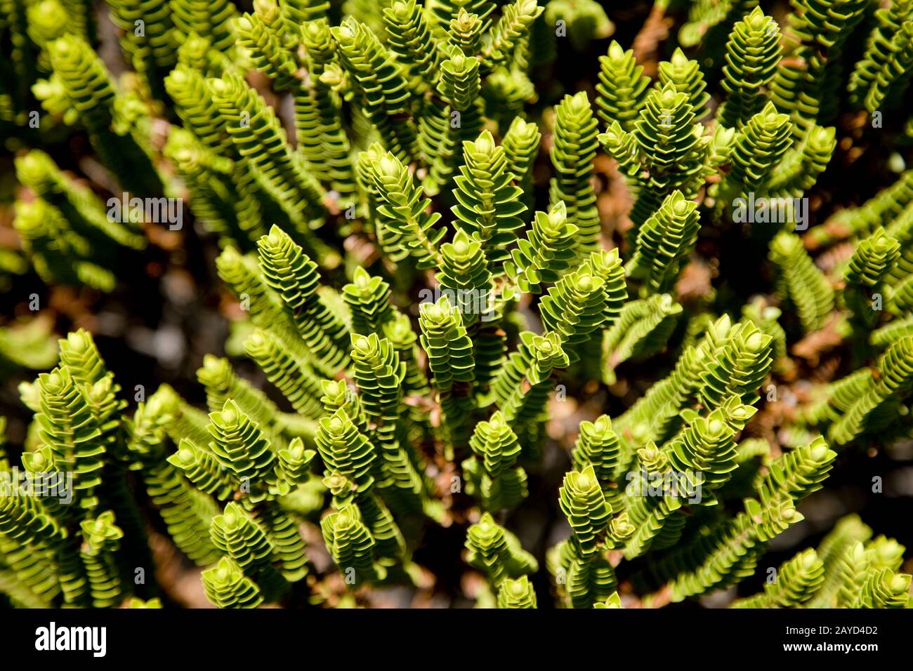 Native plant new zealand hi-res stock photography and images - Alamy