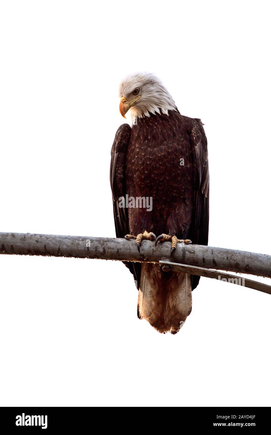 Bald eagle flying Cut Out Stock Images & Pictures - Alamy