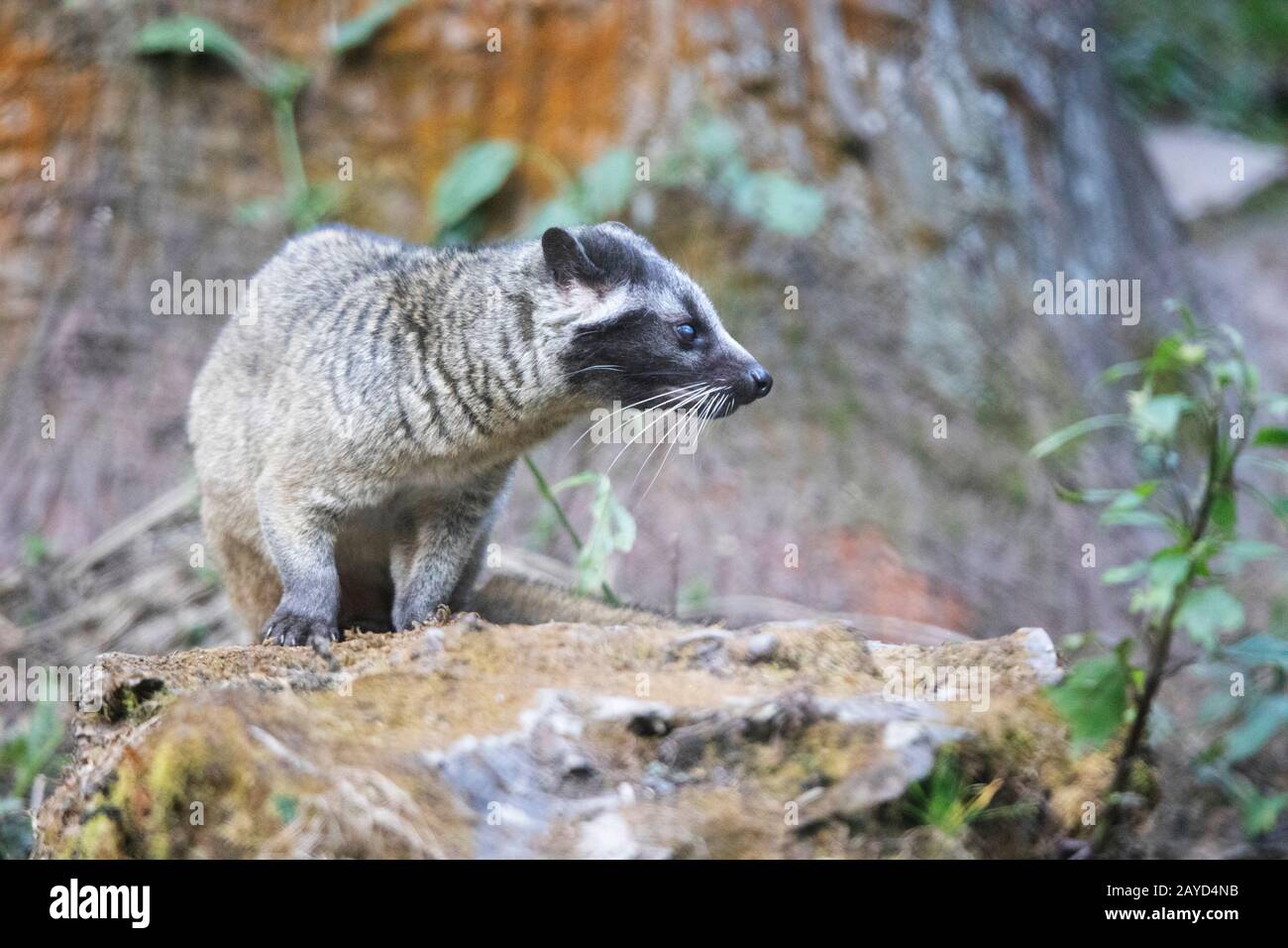 Palm civet hi-res stock photography and images - Alamy