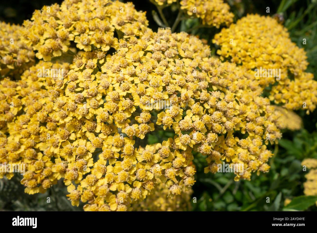 Solidago rigida flowers hi-res stock photography and images - Alamy