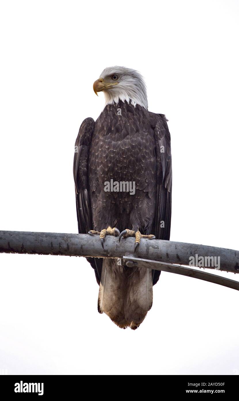 Bald Eagle British Columbia Stock Photo - Alamy