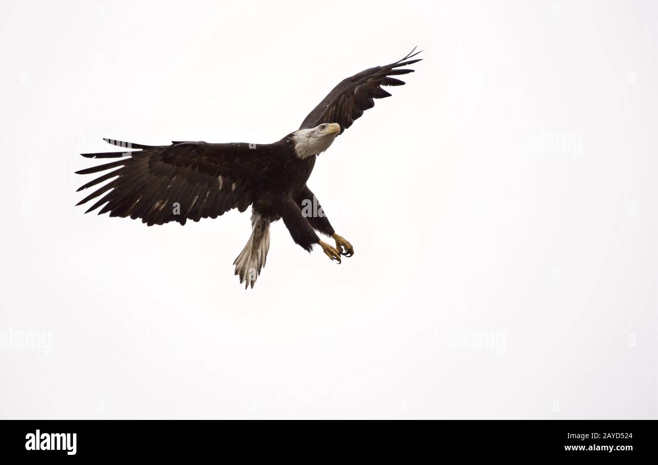 Bald Eagle British Columbia in flight Stock Photo - Alamy