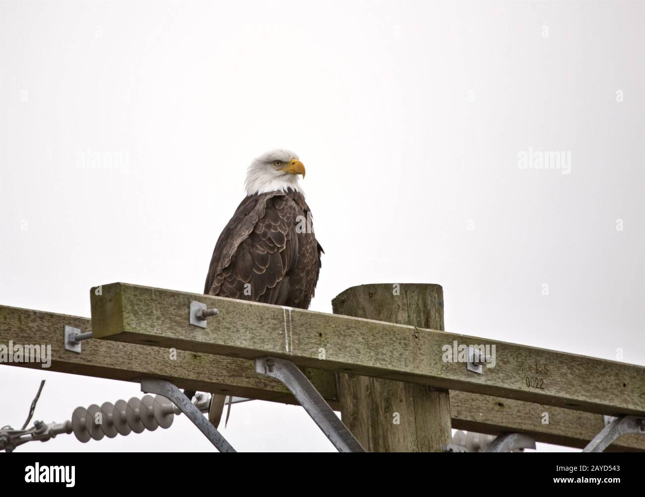 Bald Eagle British Columbia Stock Photo - Alamy