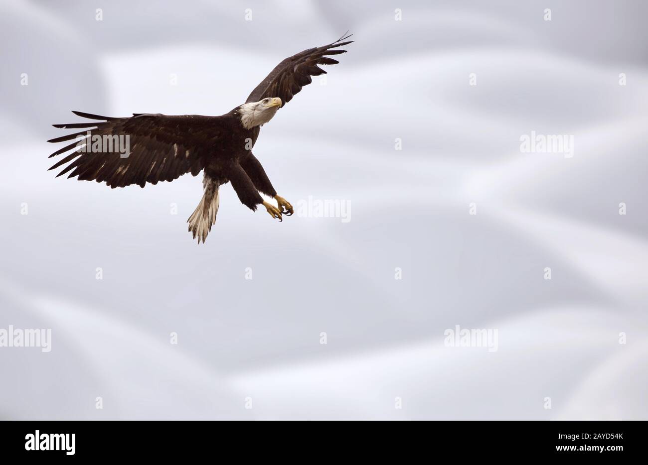 Bald Eagle British Columbia in flight Stock Photo - Alamy
