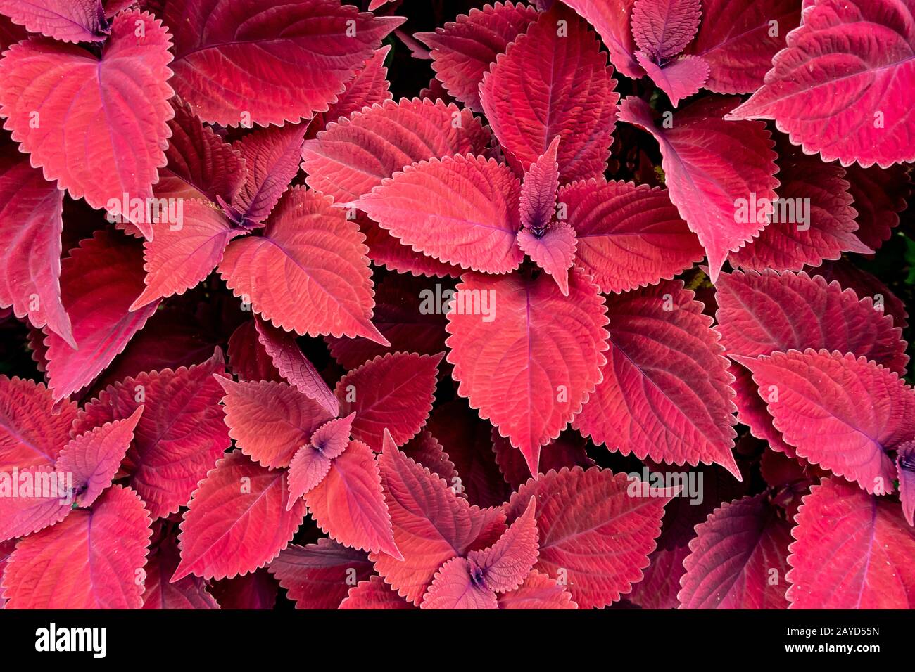 colorful bed of Coleus red leaf plants garden Stock Photo - Alamy