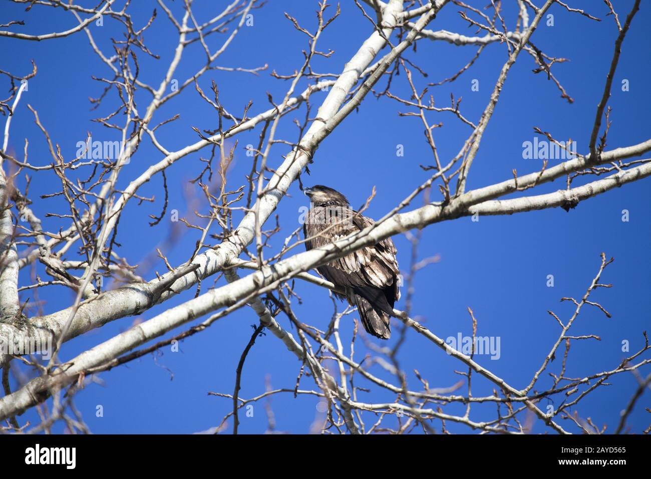Golden Eagle in Tree Stock Photo - Alamy