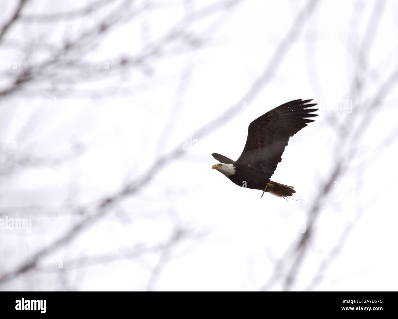 Bald Eagle British Columbia in flight Stock Photo - Alamy