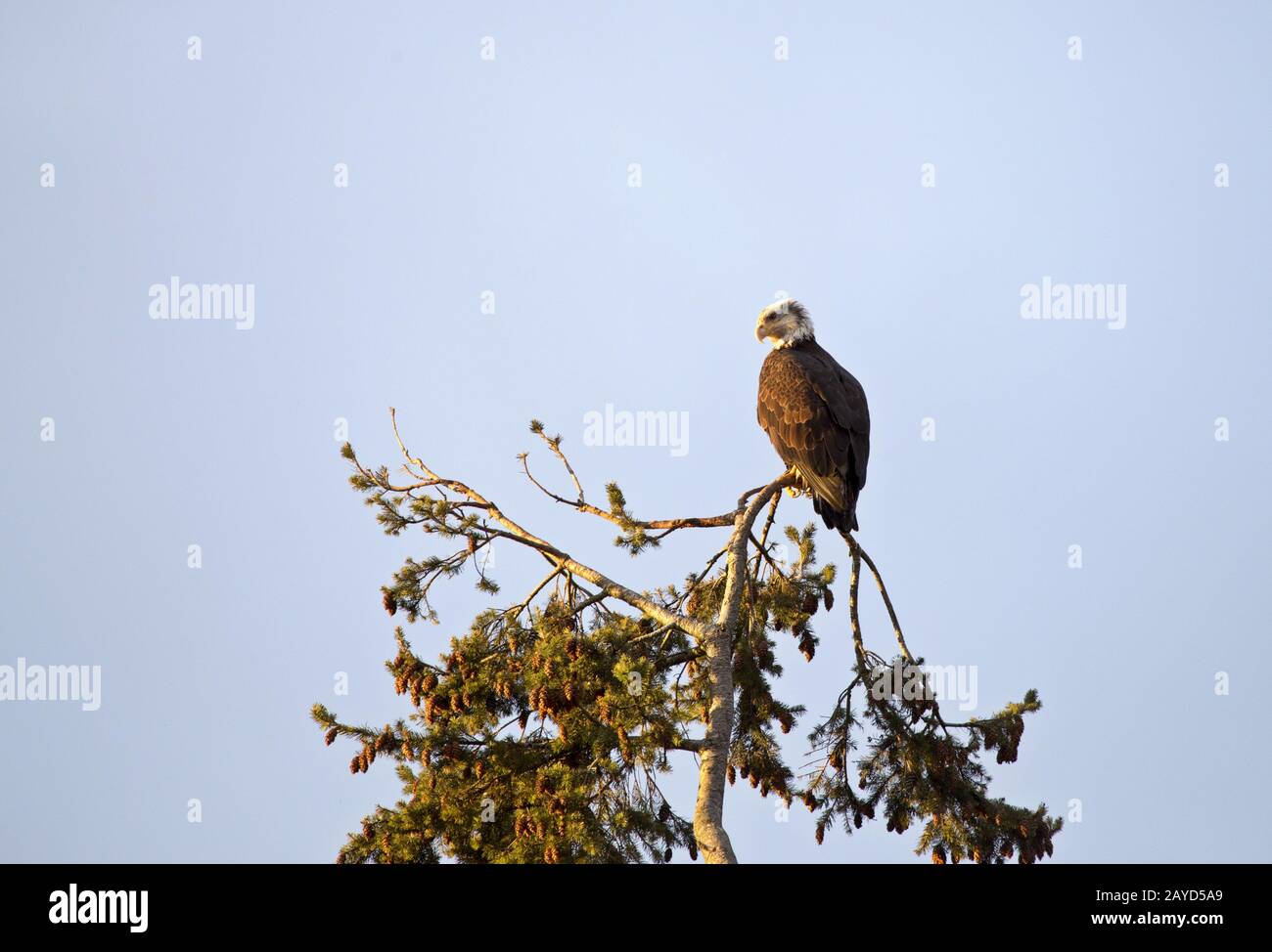 Bald Eagle British Columbia Stock Photo - Alamy