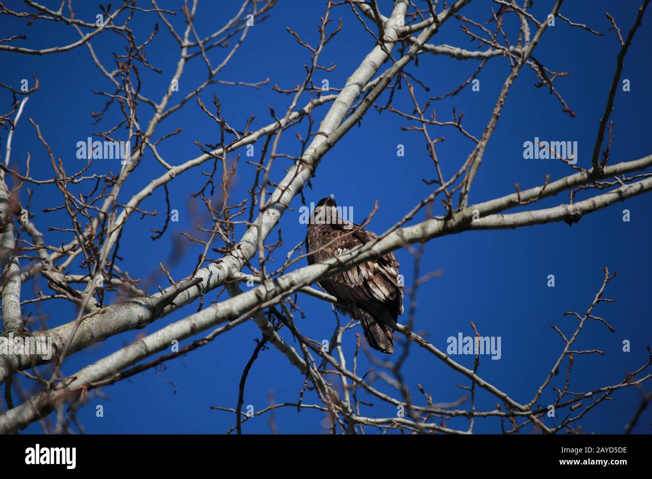 Golden Eagle in Tree Stock Photo - Alamy