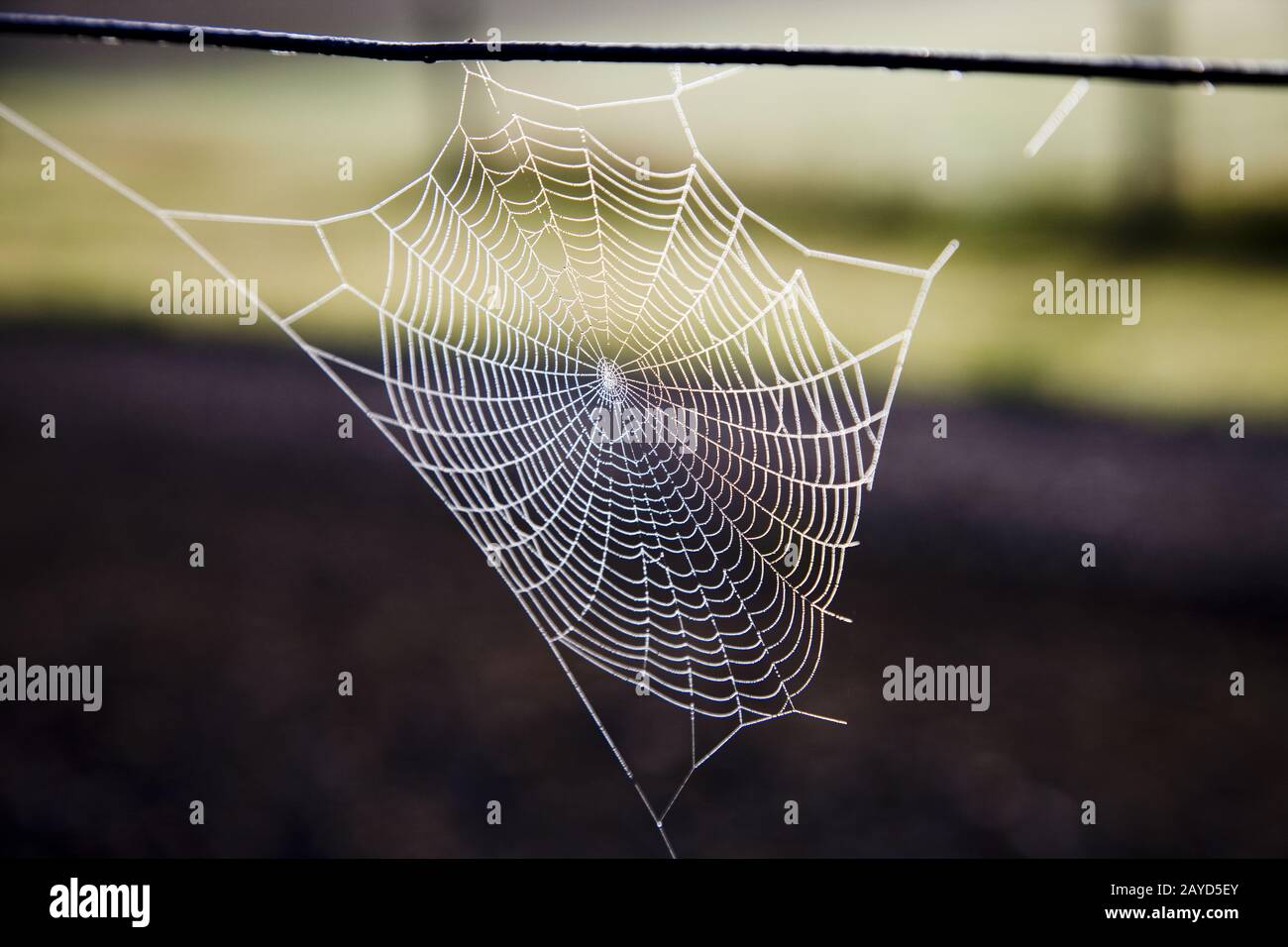 Spider Web Silk Stock Photo - Alamy