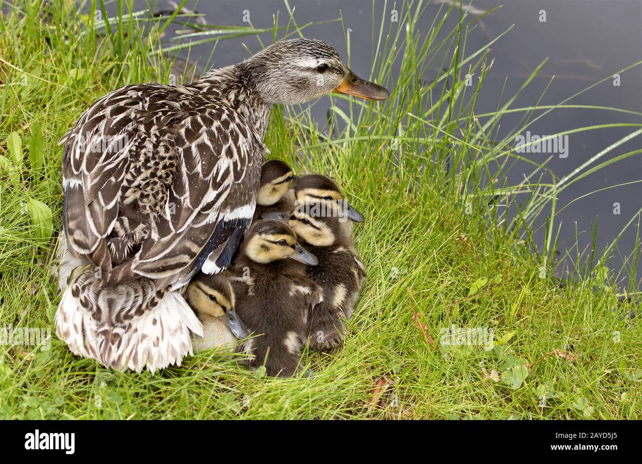 Mother Duck and Babies Stock Photo - Alamy