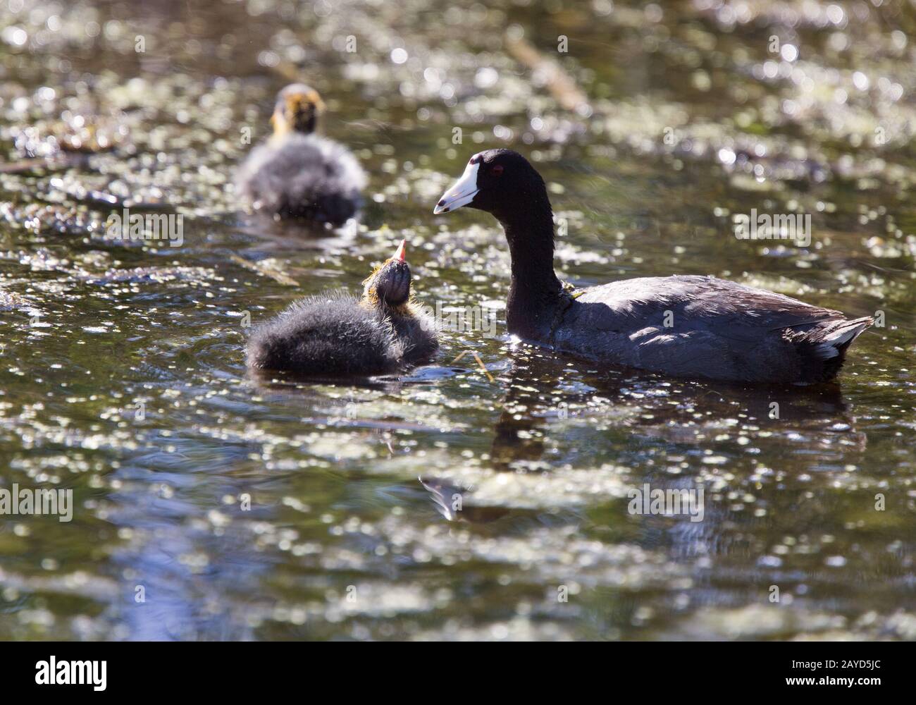 Baby Coot Waterhen Stock Photo - Alamy
