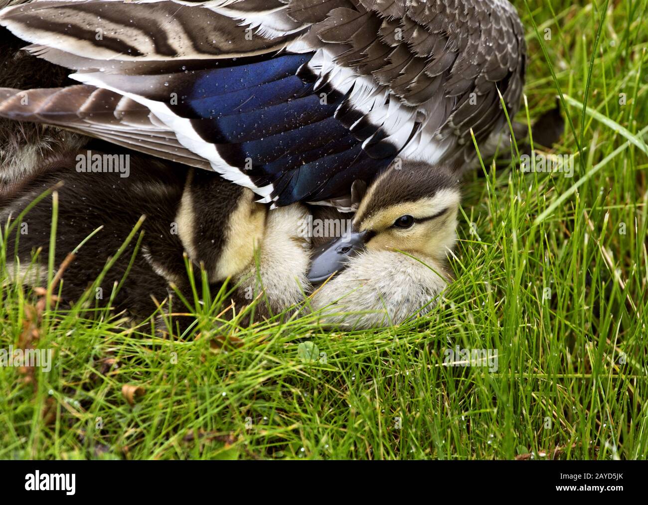 Mother duck hi-res stock photography and images - Alamy