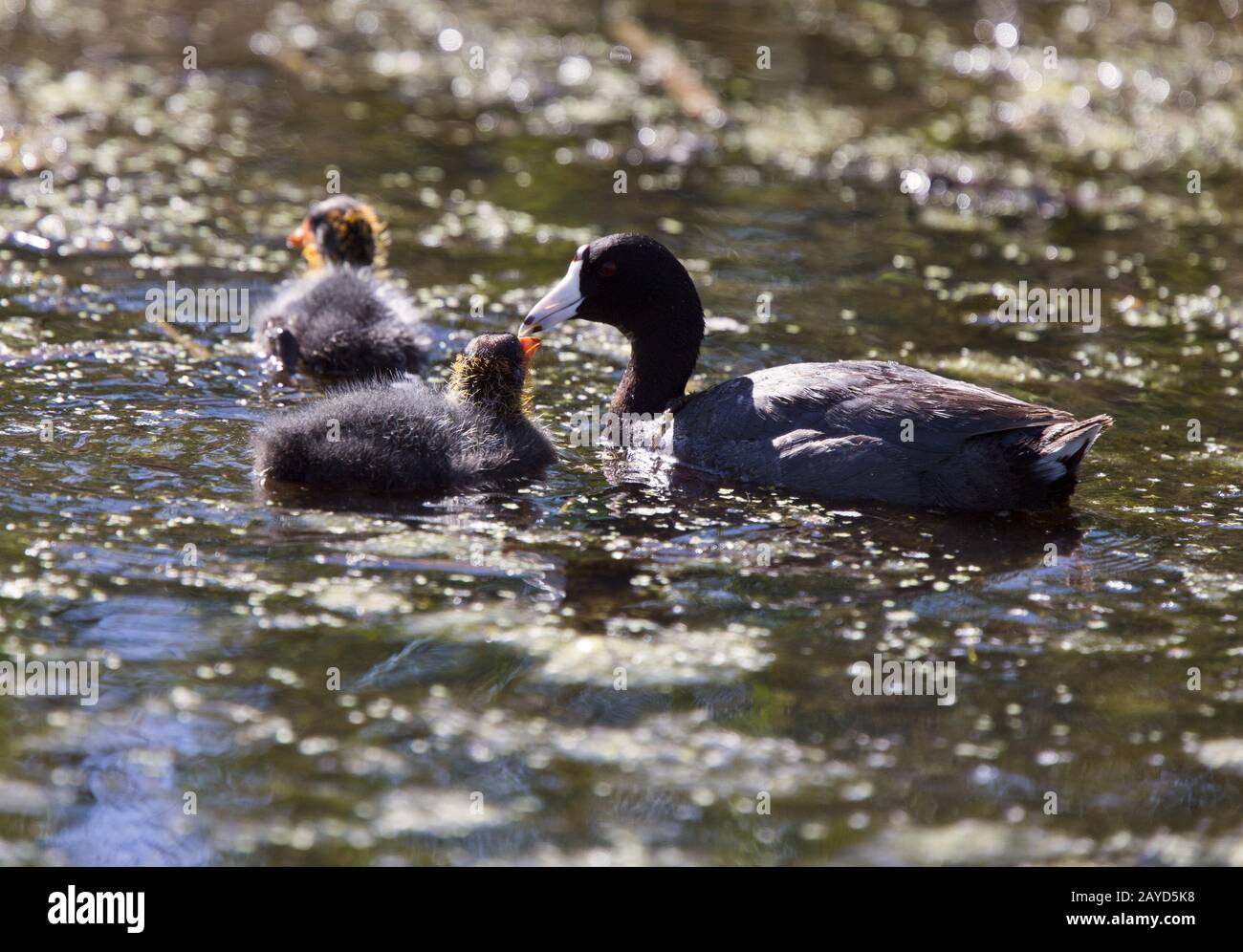 Baby coot hi-res stock photography and images - Alamy