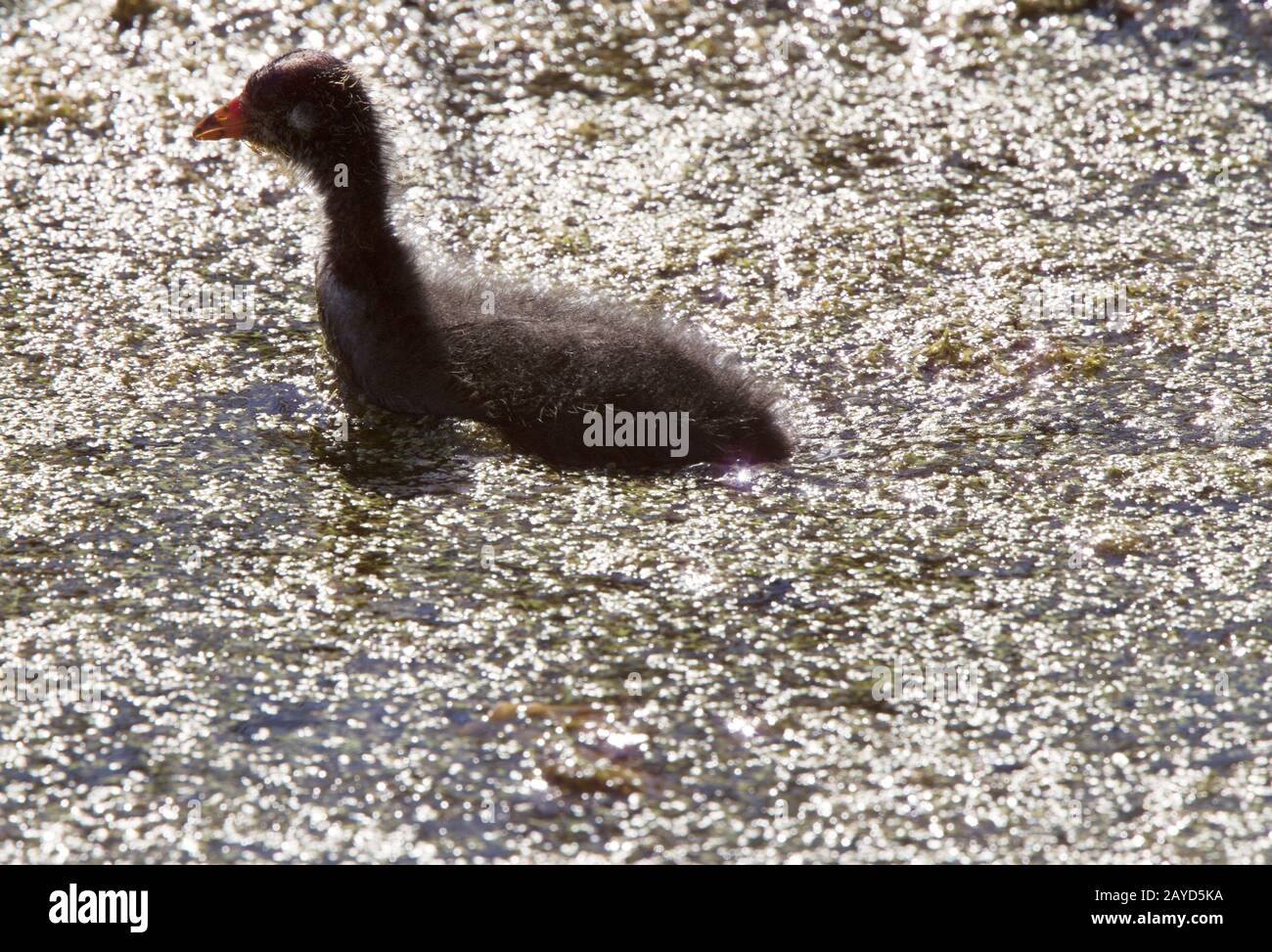Baby Coot Waterhen Stock Photo - Alamy