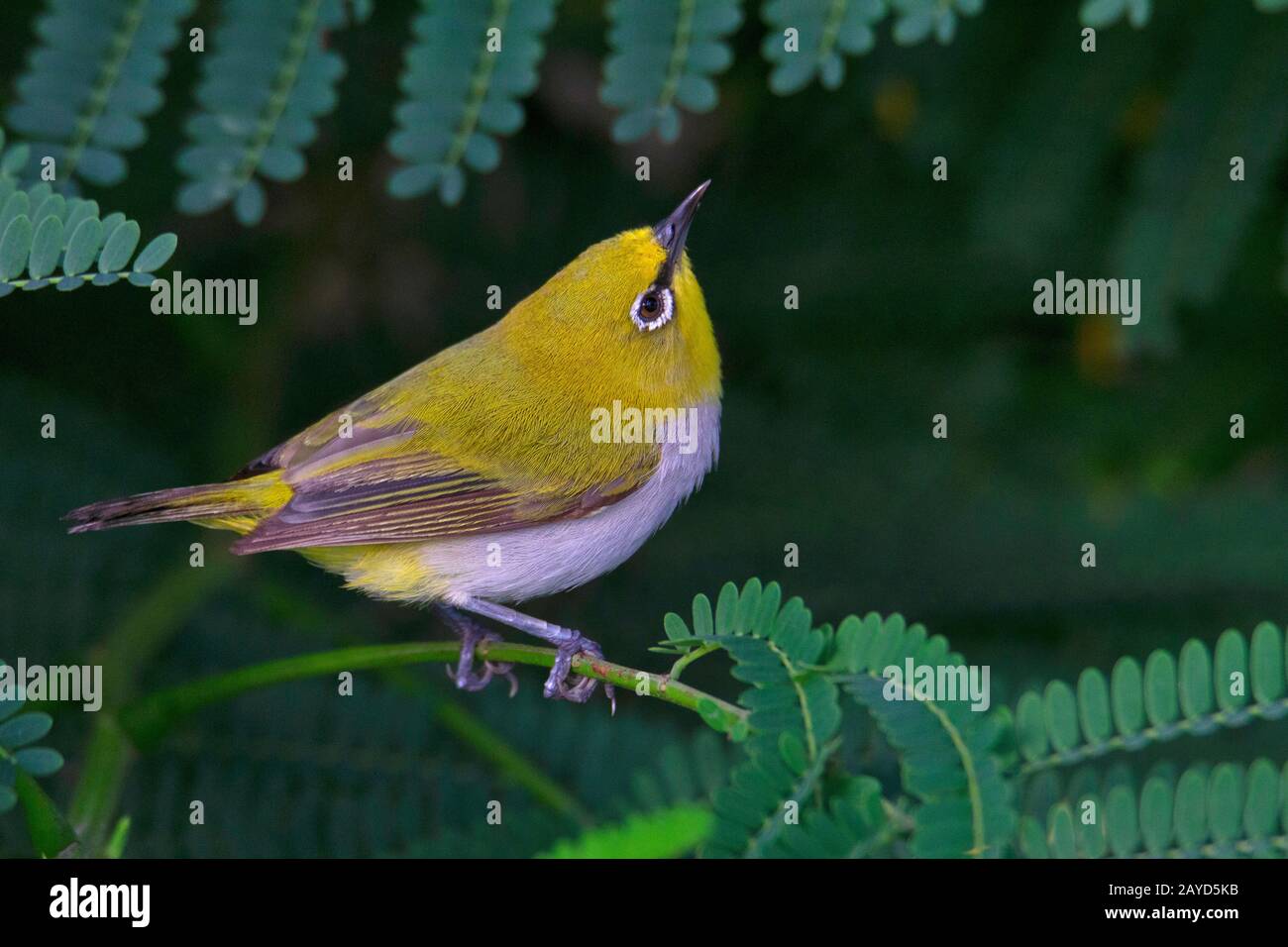 White eye hi-res stock photography and images - Alamy
