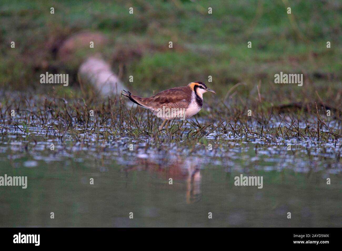 Pheasant tailed jacana hi-res stock photography and images - Alamy