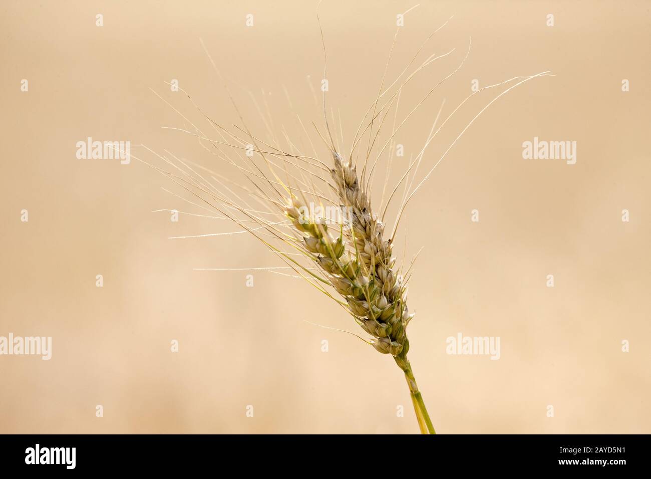 Canada wheat grain hi-res stock photography and images - Alamy