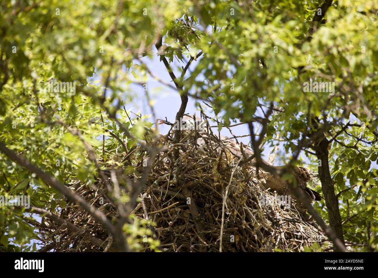 Swainson Hawk Saskatchewan Stock Photo - Alamy
