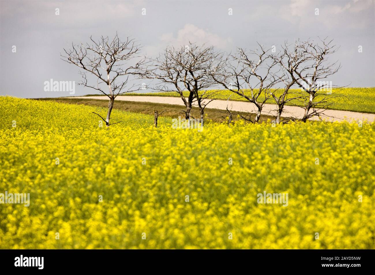 Prairie Scene Saskatchewan Stock Photo - Alamy