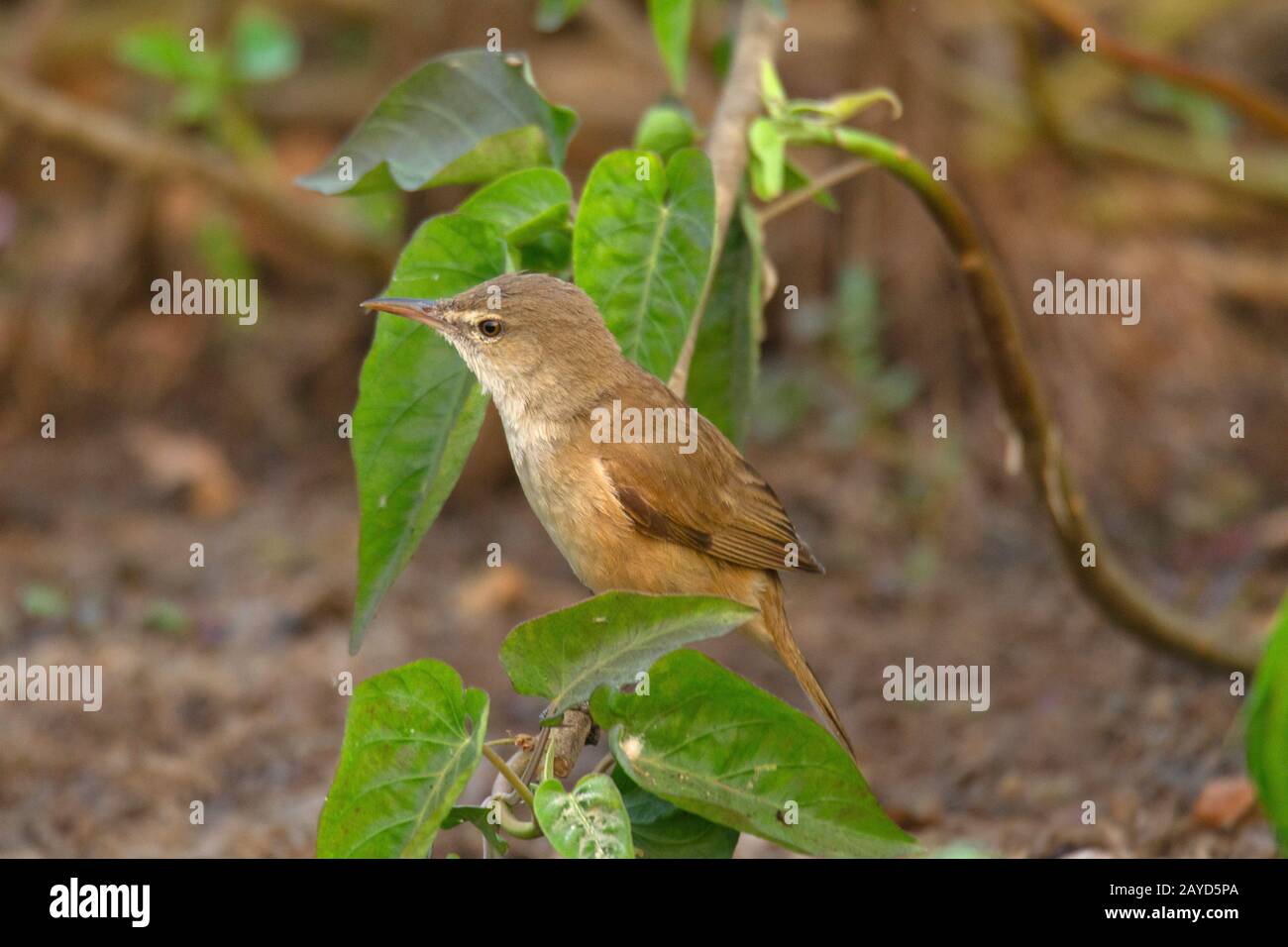 Eurasian reed warbler or reed warbler, Acrocephalus scirpaceus Stock ...