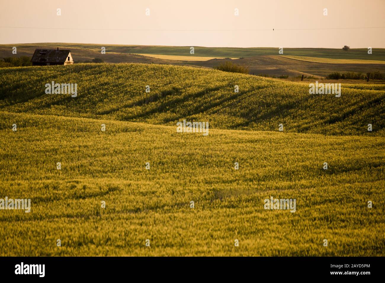Saskatchewan summer hi-res stock photography and images - Alamy