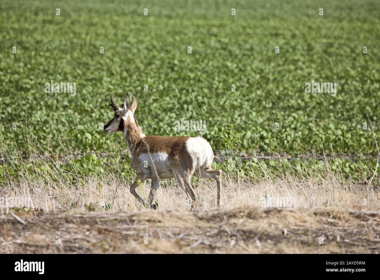 Antelope in Field Stock Photo - Alamy