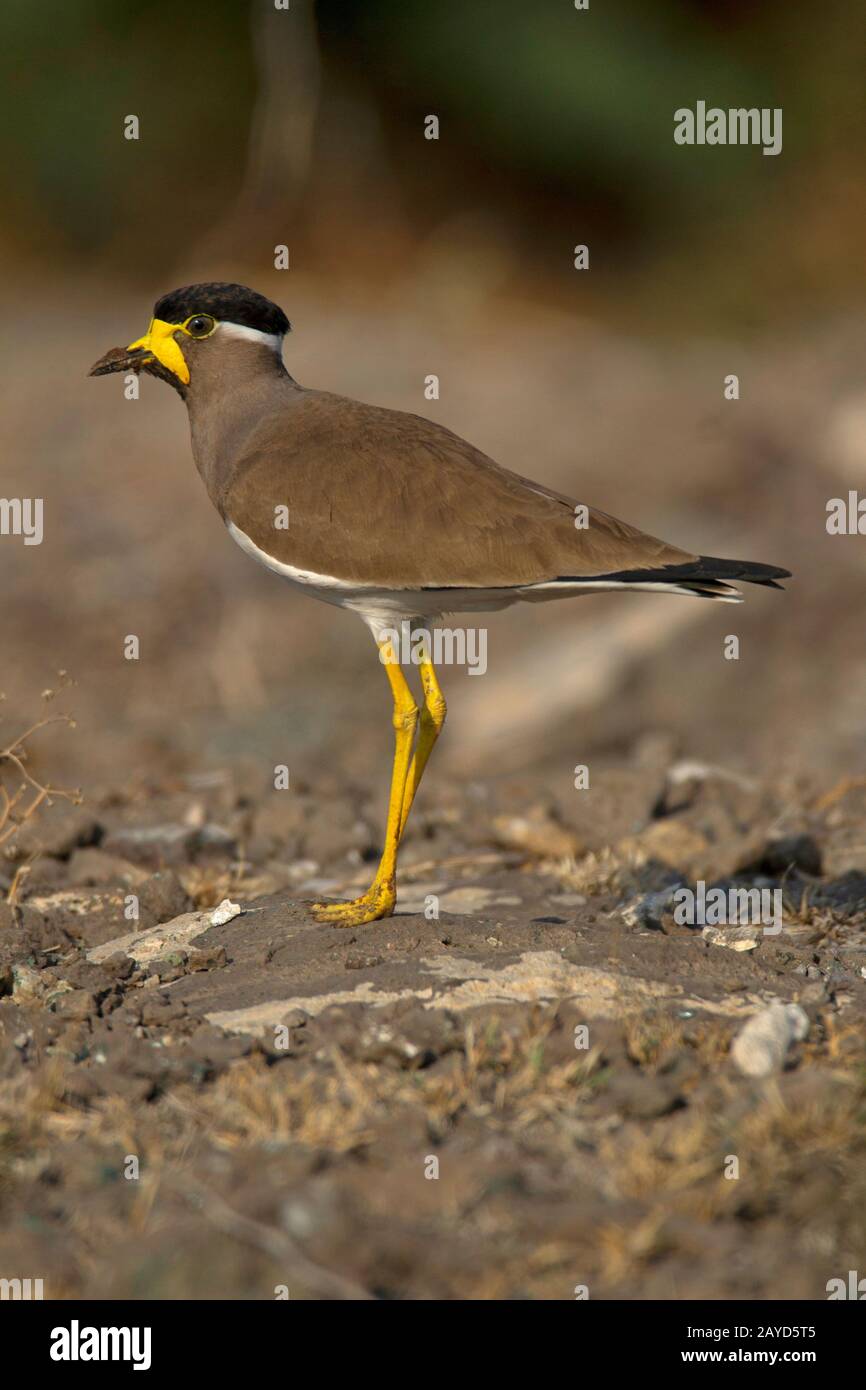 Yellow Wattled Lapwing, Vanellus malabaricus. Endemic to the Indian ...