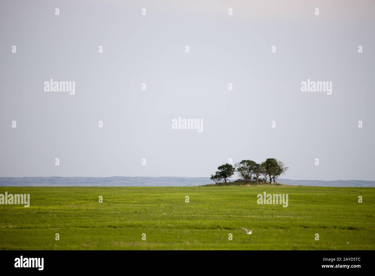 Prairie Scene High Resolution Stock Photography and Images - Alamy